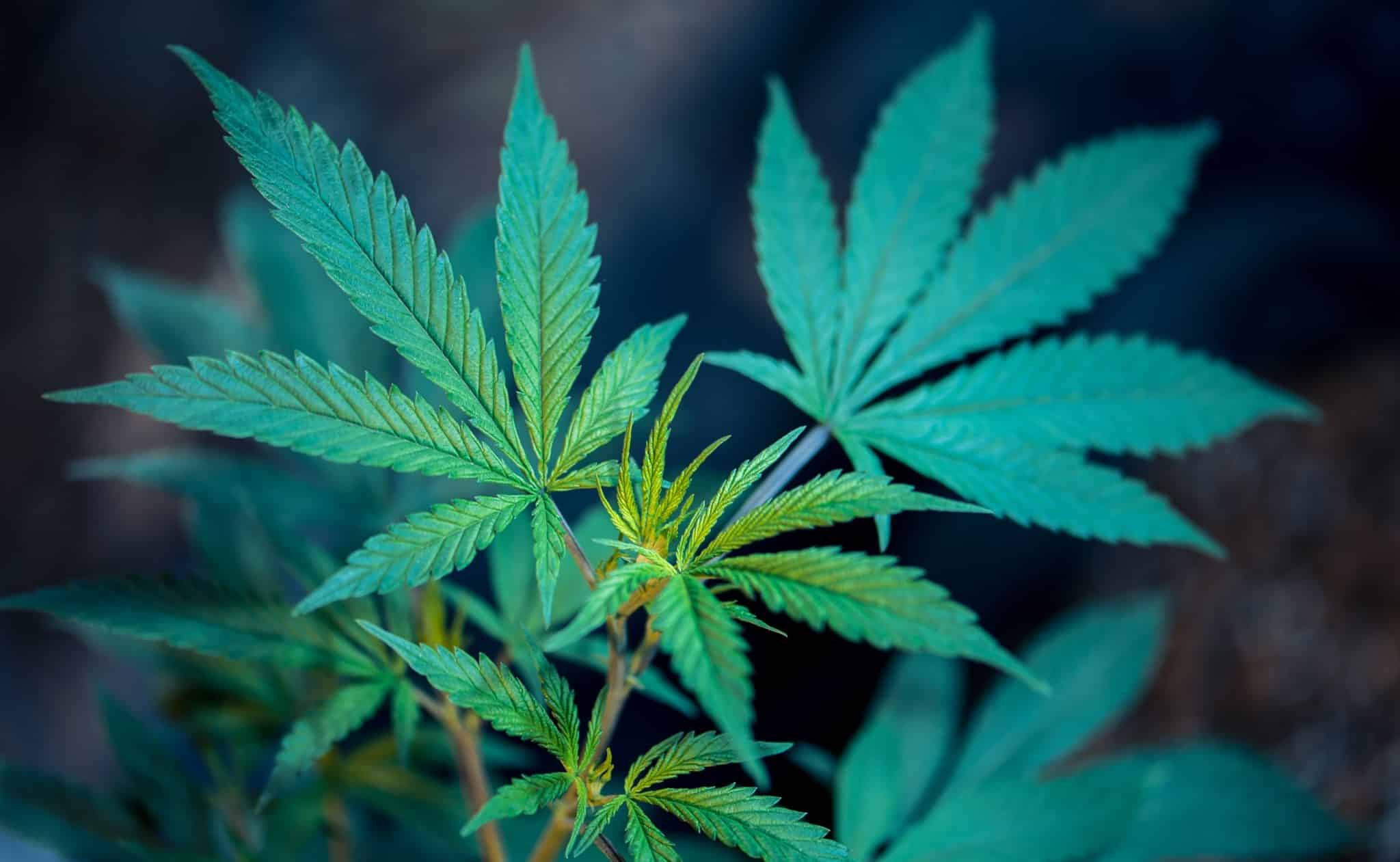 Dr. Raphael Mechoulam: The Father of Cannabis Research - The Weed Blog